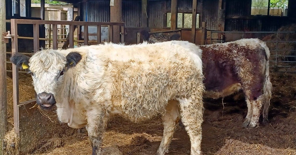 2 Belted Galloway Cross Breeding, Store Heifers | SellMyLivestock - The ...