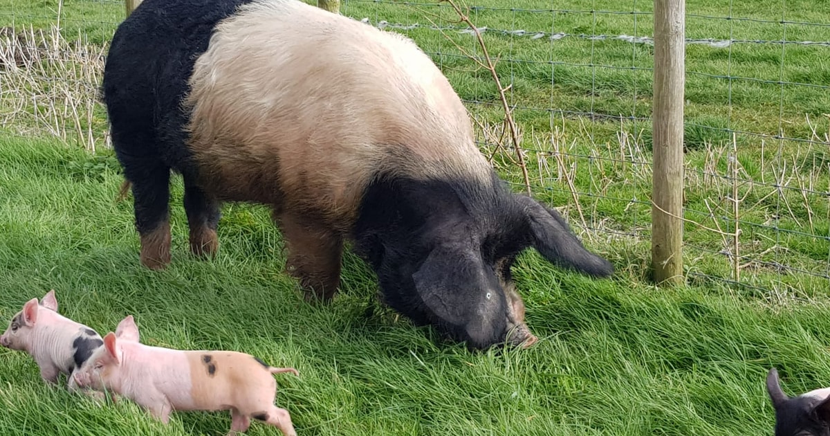 24 Saddleback Growing, Breeding Sows, Weaners, Boars | SellMyLivestock ...