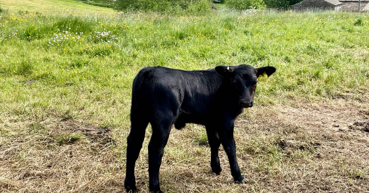 1 British Blue Cross Breeding Heifer with Calf at Foot ...