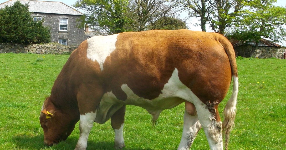 1 Pedigree Simmental Breeding Bull | SellMyLivestock - The Online ...