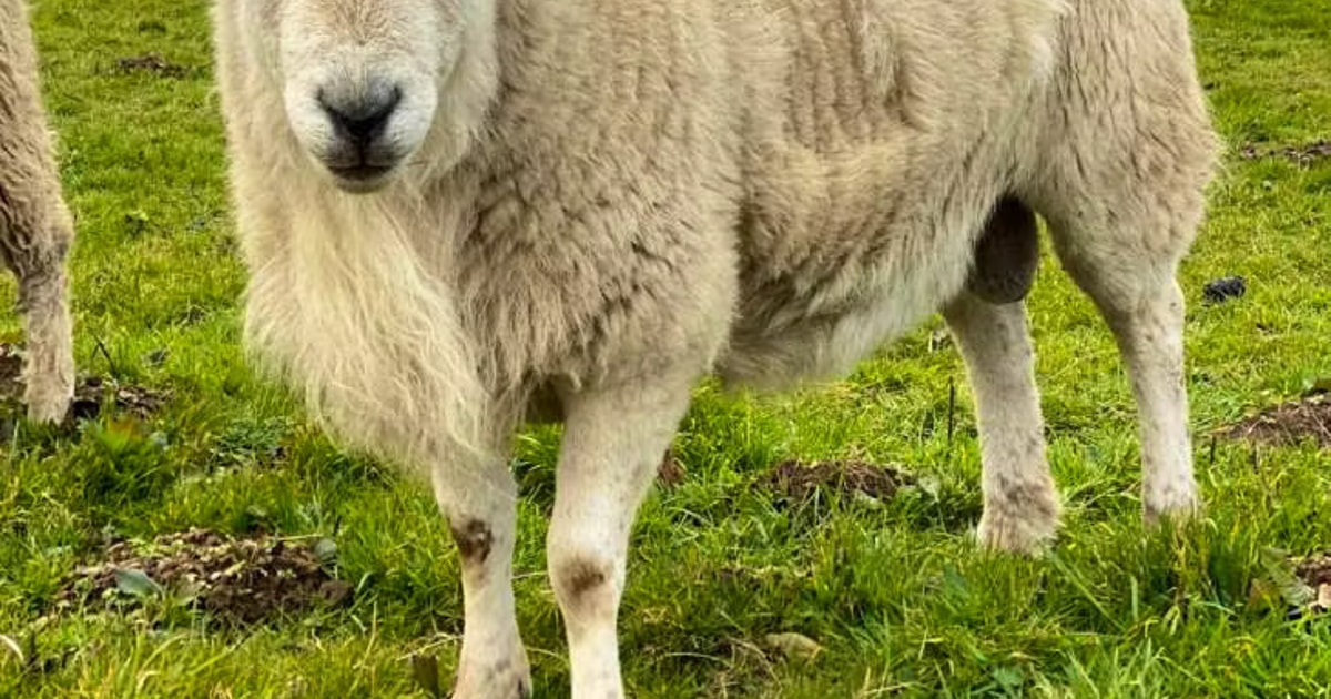 1 Organic Easycare Breeding Ram | SellMyLivestock - The Online ...
