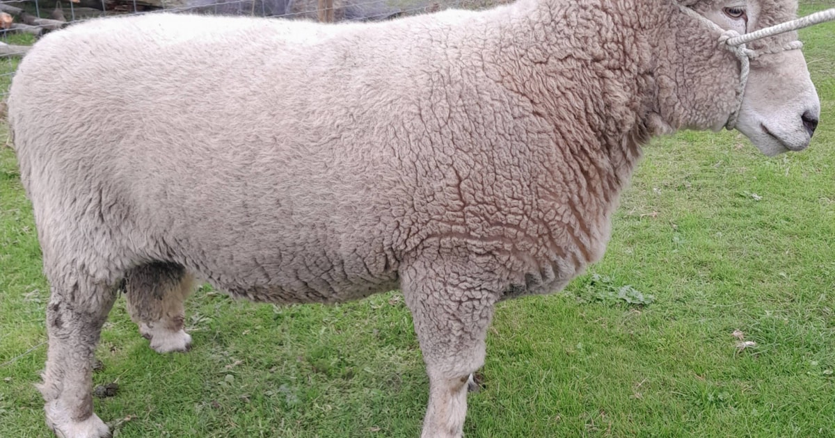 1 Pedigree Ryeland Breeding Ram | SellMyLivestock - The Online ...