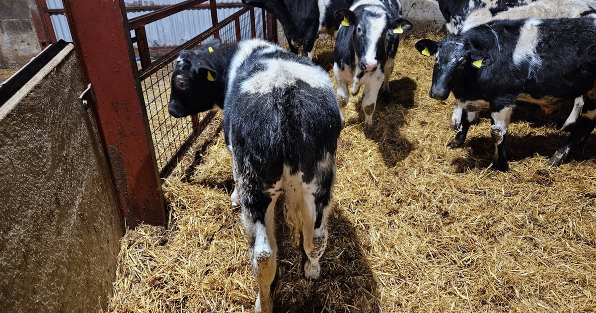 20 British Blue Cross Store Steers | SellMyLivestock - The Online ...