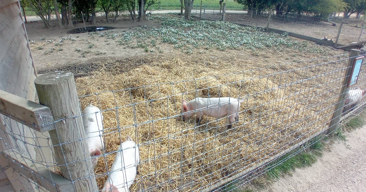 4 Middle White Growing, Breeding Boars, Weaners | SellMyLivestock - The ...