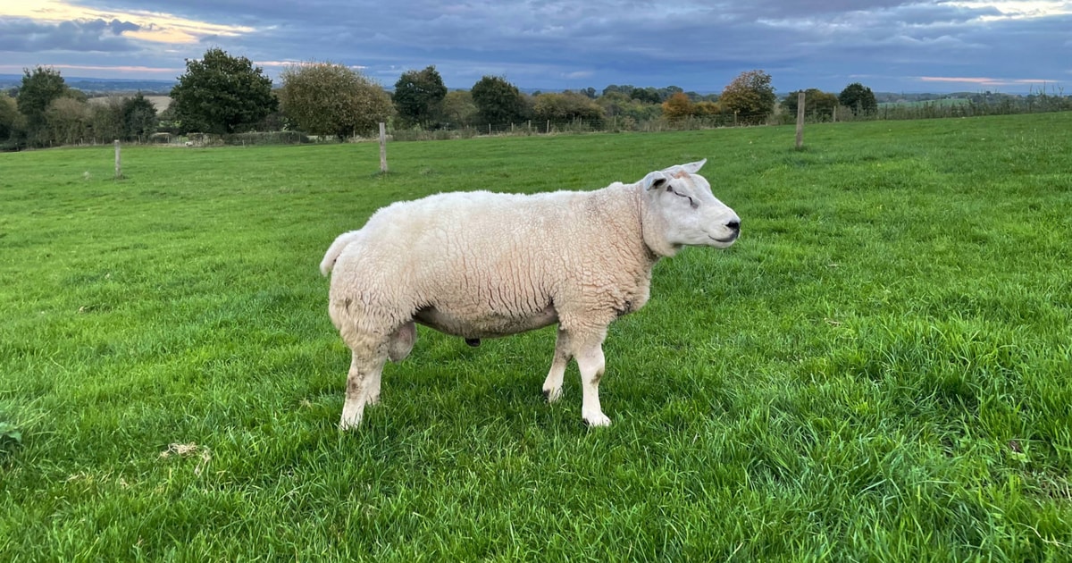 1 Texel, Beltex Breeding Ram | SellMyLivestock - The Online Livestock ...