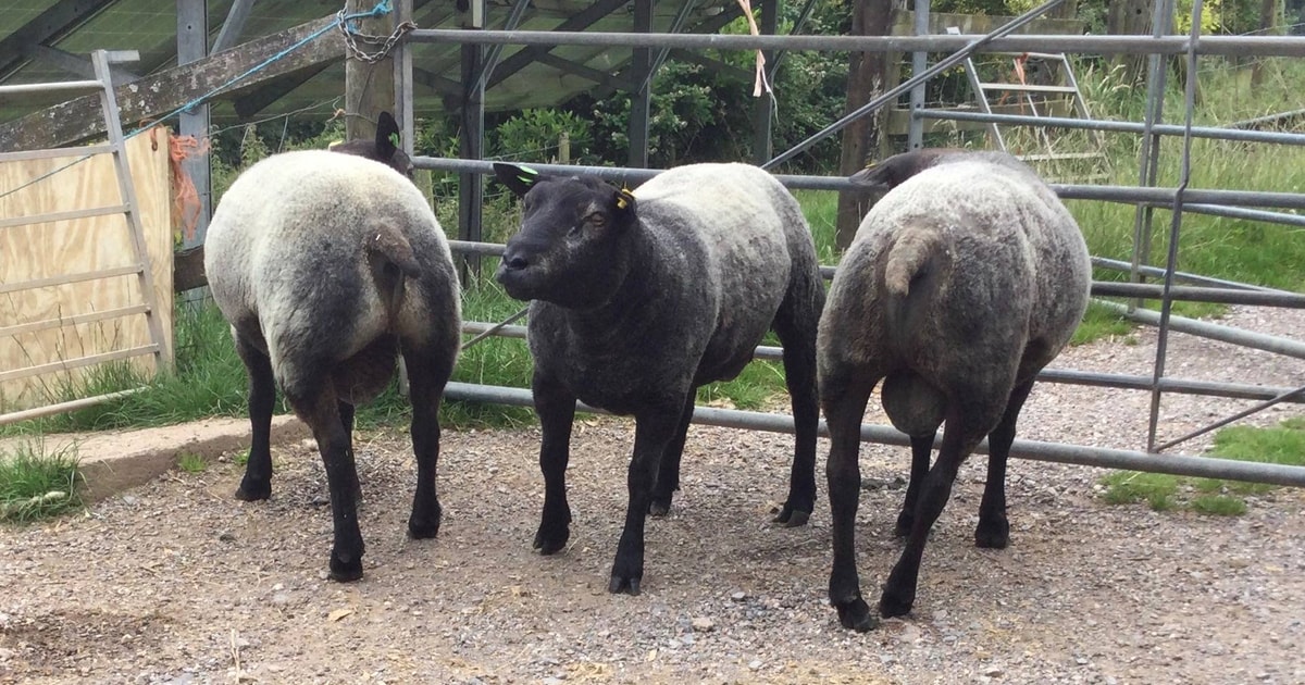 6 Pedigree Blue Texel, Beltex, Bleu du Maine Breeding Rams, Shearlings ...