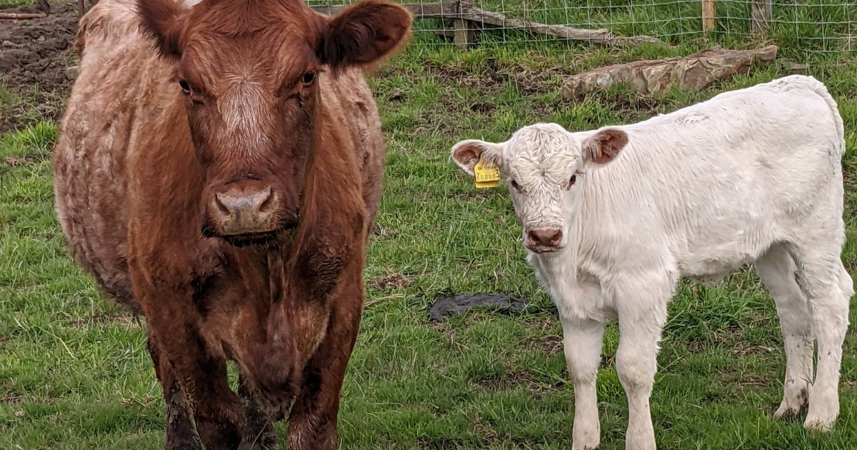 1 Beef Shorthorn Cross Breeding Cow, Heifer with Calf at Foot ...