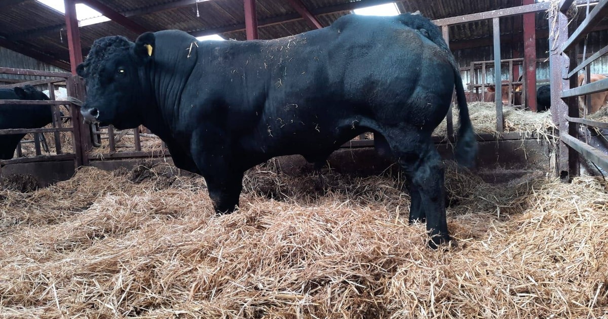 6 British Blue Cross Breeding Bulls | SellMyLivestock - The Online ...