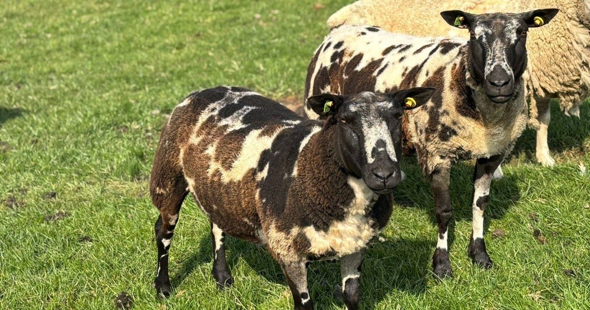 2 Pedigree Dutch Spotted Breeding Ewes | SellMyLivestock - The Online ...
