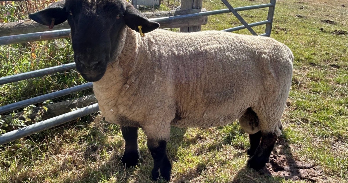 1 Suffolk Breeding Ram | SellMyLivestock - The Online Livestock Marketplace