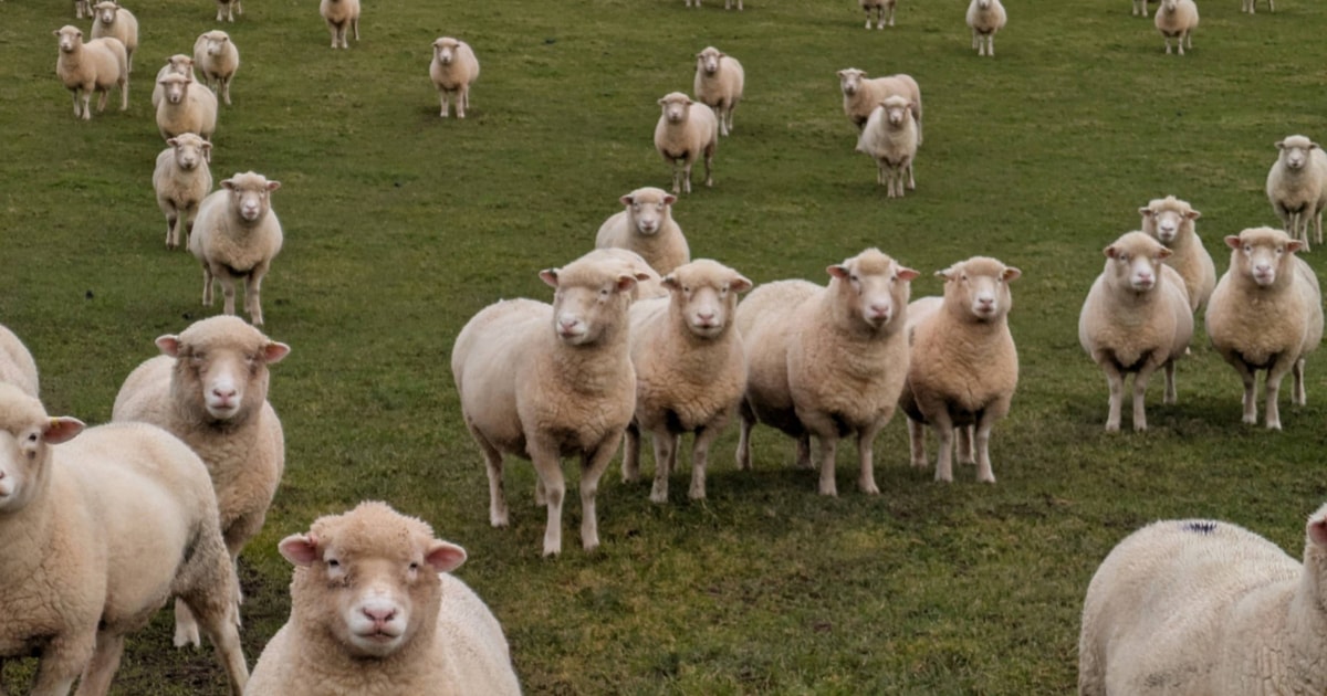 78 Dorset Horn & Poll Dorset In-Lamb Breeding Ewes | SellMyLivestock ...