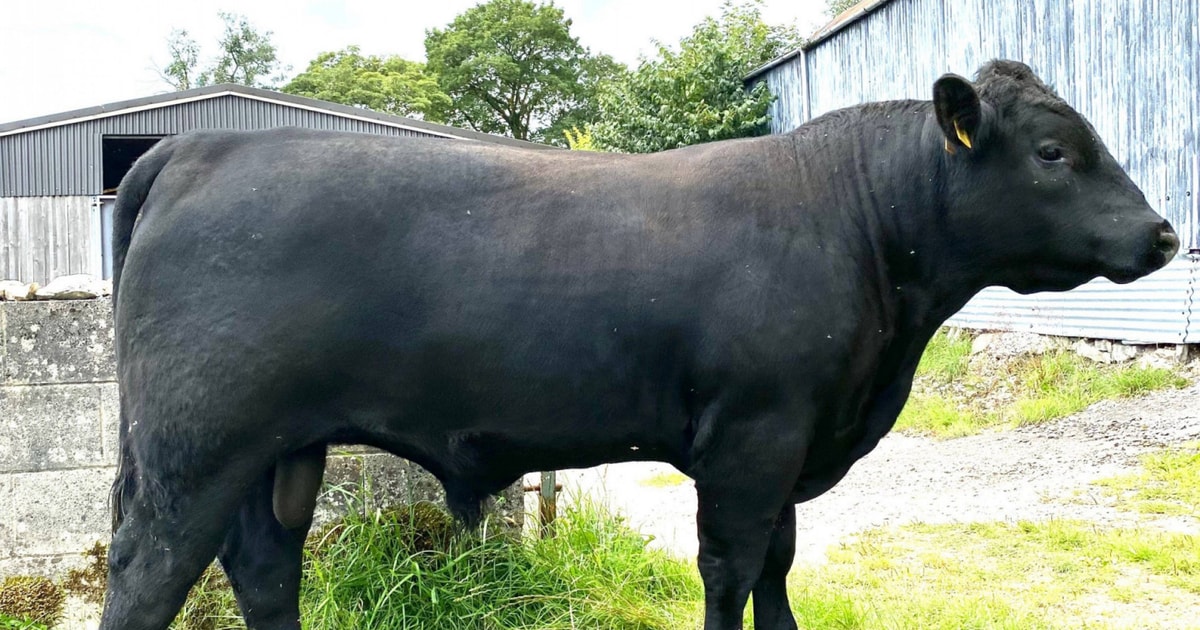 4 Pedigree Aberdeen Angus Breeding Bulls, Young Bulls | SellMyLivestock ...