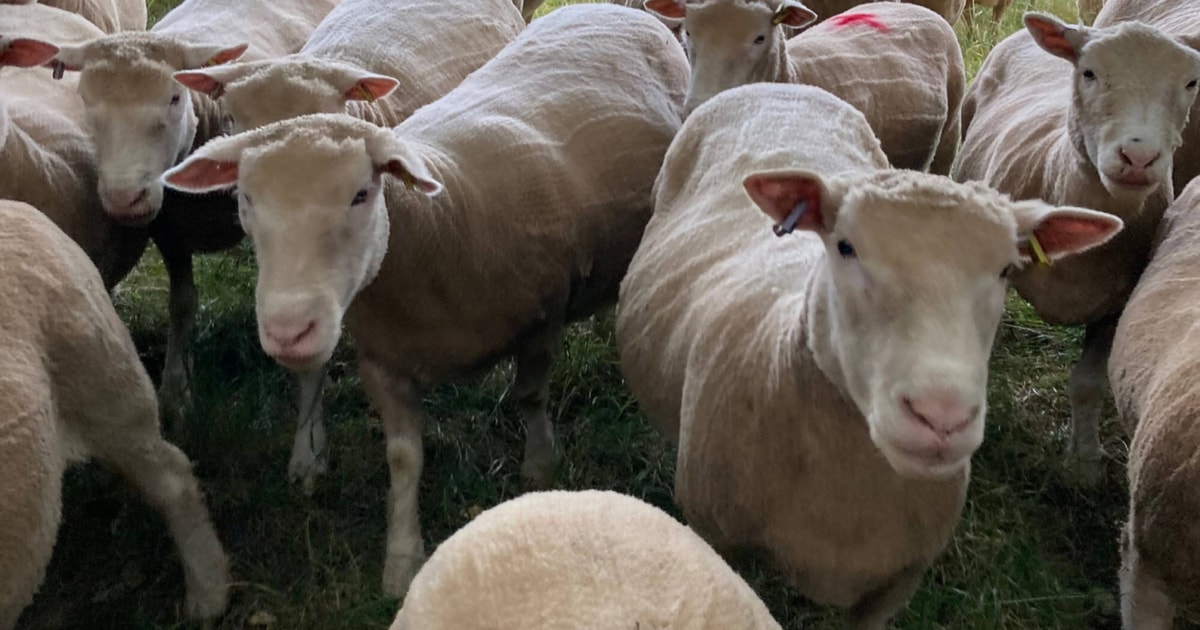 50 Dorset Horn & Poll Dorset Breeding Ewes | SellMyLivestock - The ...