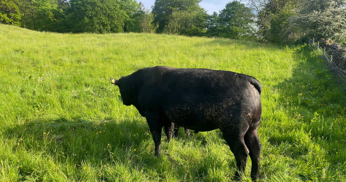 20 Pedigree Aberdeen Angus Breeding Bulls, Calves, Cows, Heifers, Young ...