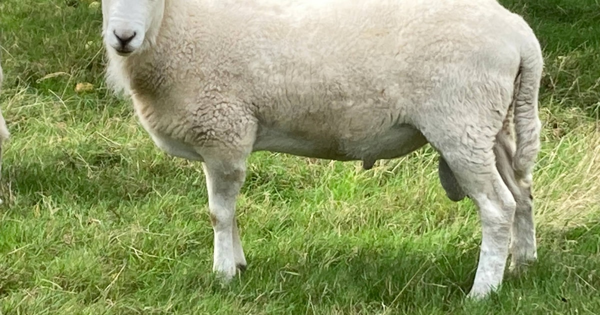 1 Easycare Breeding Ram | SellMyLivestock - The Online Livestock ...