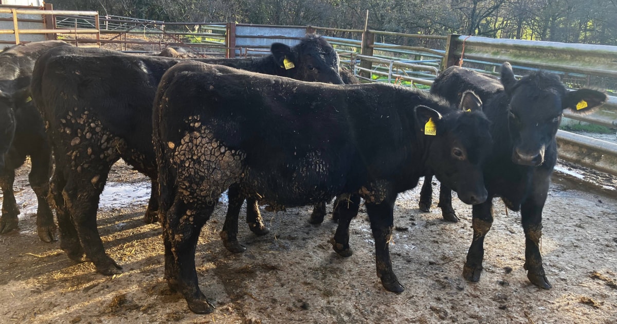 7 Aberdeen Angus Cross Store Steers | SellMyLivestock - The Online ...