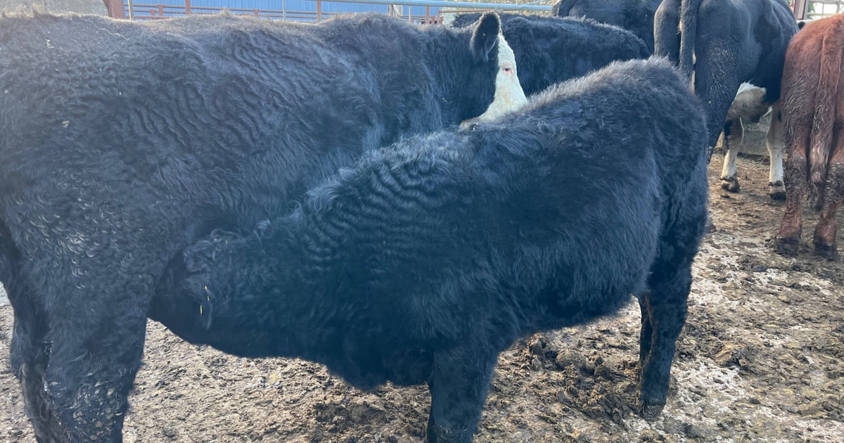 6 North Red Ruby Devon, Red Ruby Devon Store Heifers, Steers ...
