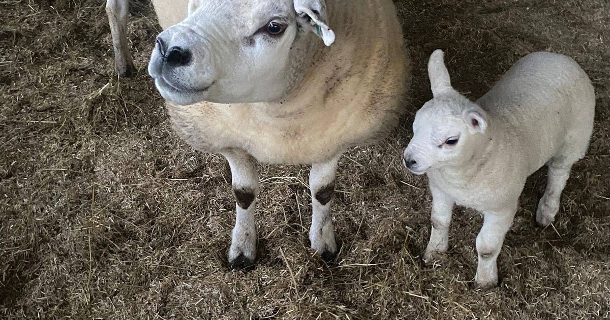 20 Texel Cross Breeding Shearlings | SellMyLivestock - The Online ...