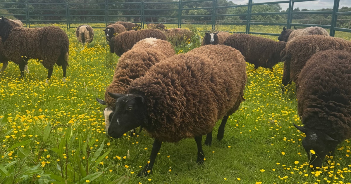 10 Dutch Spotted Cross Breeding, Store Hoggs | SellMyLivestock - The ...