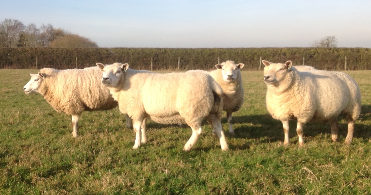 10 Texel Cross In-Lamb Breeding Ewes | SellMyLivestock - The Online ...