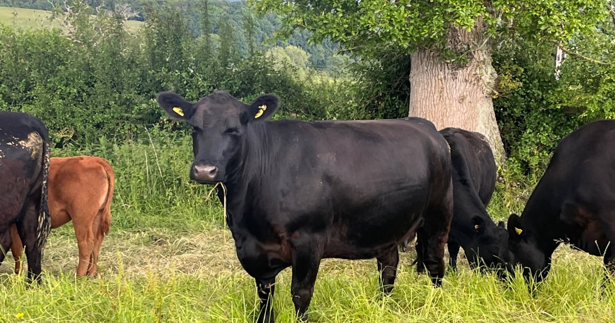 2 Pedigree Aberdeen Angus Breeding Cows, Calves with Calves at Foot ...