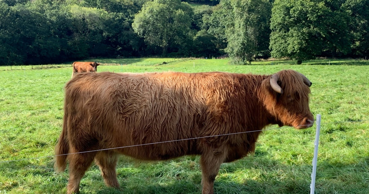 1 Pedigree Highland Breeding Cow | SellMyLivestock - The Online ...