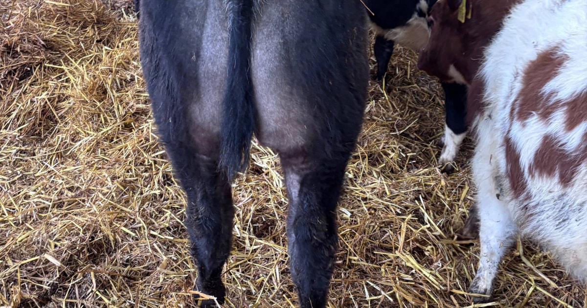 35 Aberdeen Angus, Hereford, Holstein Friesian, British Blue, Simmental ...