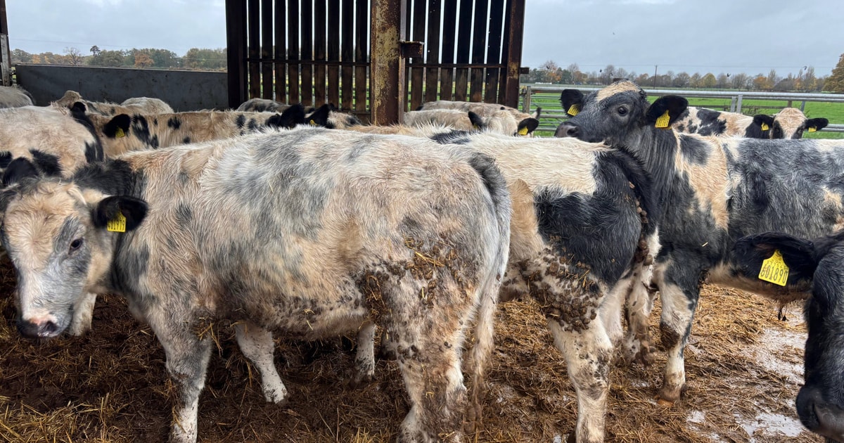 29 British Blue Cross Store Heifers, Steers | SellMyLivestock - The ...