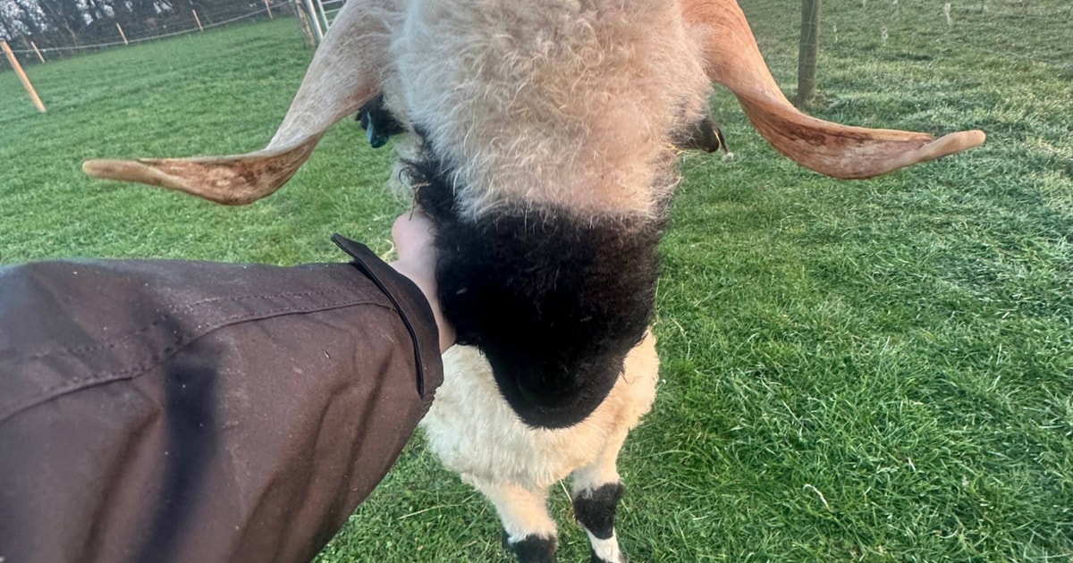 1 Pedigree Valais Blacknose Breeding Ram | SellMyLivestock - The Online ...