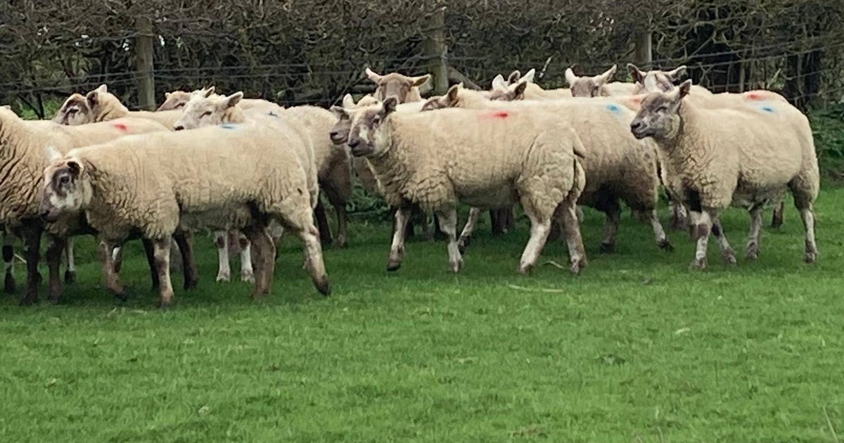 20 Suffolk, Texel Cross Breeding Shearlings | SellMyLivestock - The ...