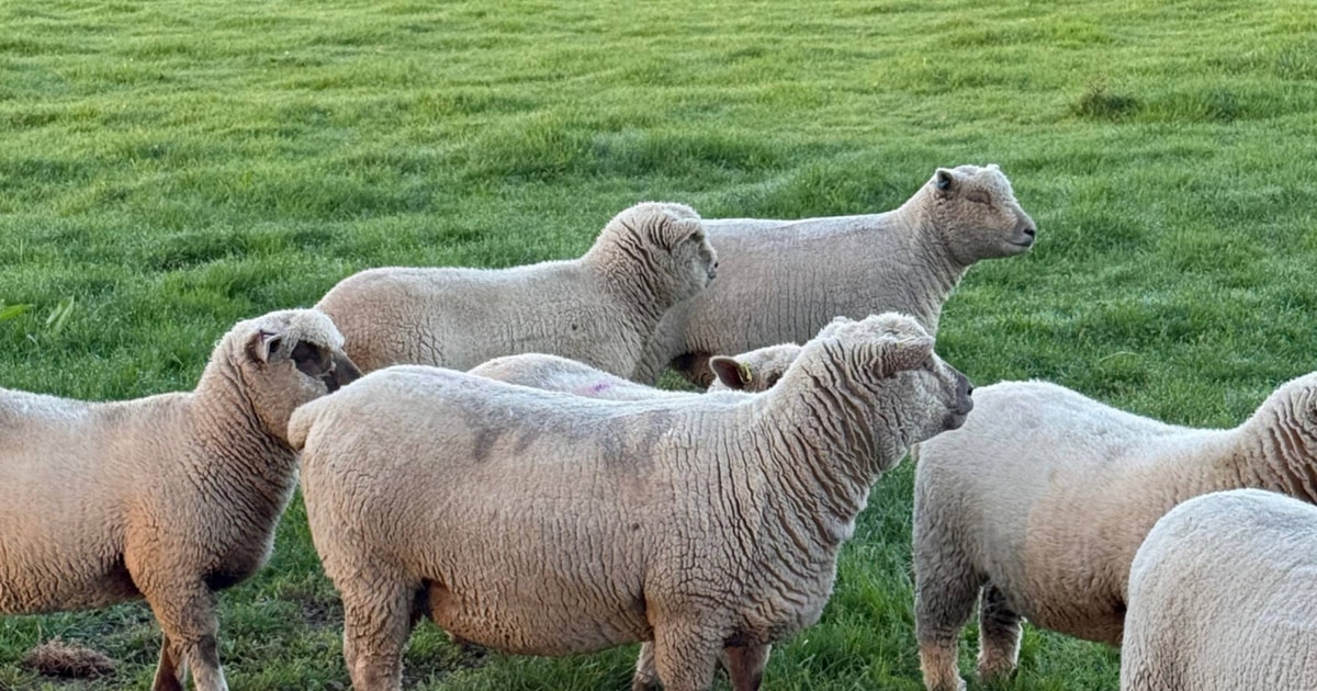 4 Southdown In-Lamb Breeding Ewes | SellMyLivestock - The Online ...