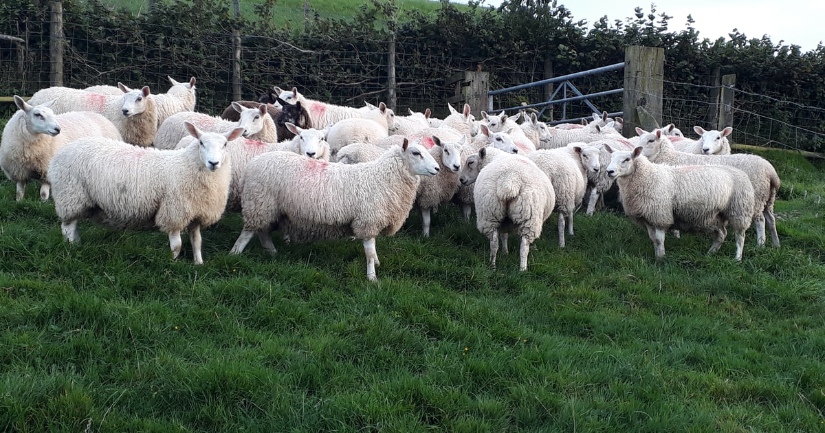50 Cheviot Cross Breeding Ewes | SellMyLivestock - The Online Livestock ...