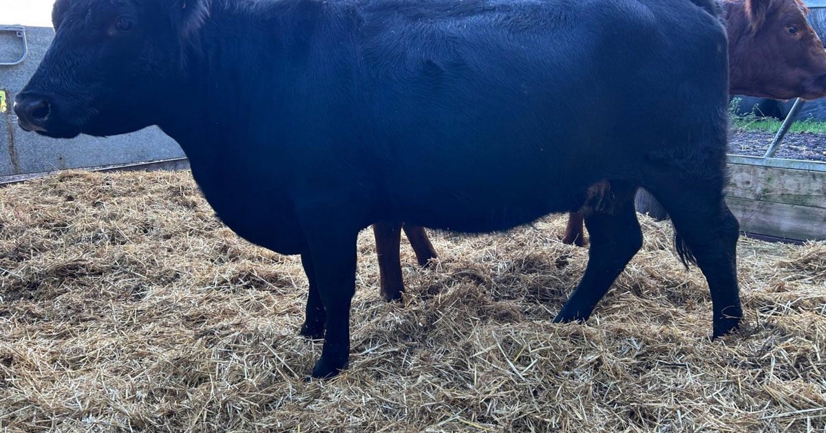 2 Aberdeen Angus, Stabiliser Cross In-Calf Breeding Cows ...