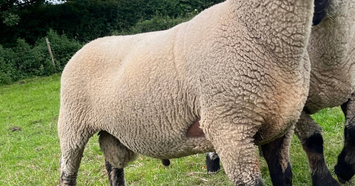3 Pedigree Shropshire Breeding Rams | SellMyLivestock - The Online ...