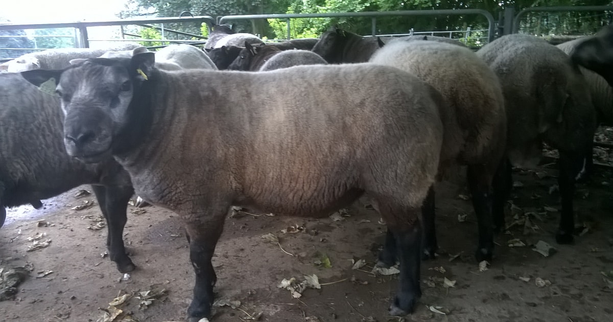 1 Pedigree Blue Texel Breeding Ram | SellMyLivestock - The Online ...
