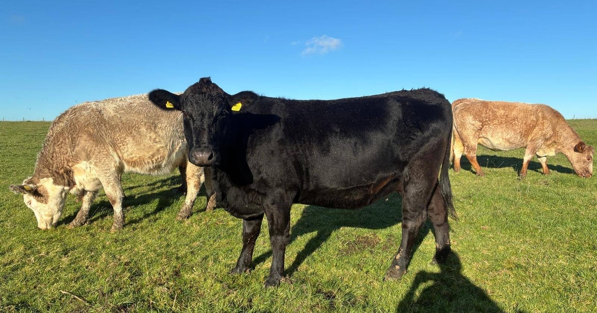 42 Simmental, Aberdeen Angus Cross In-Calf Breeding Cows ...