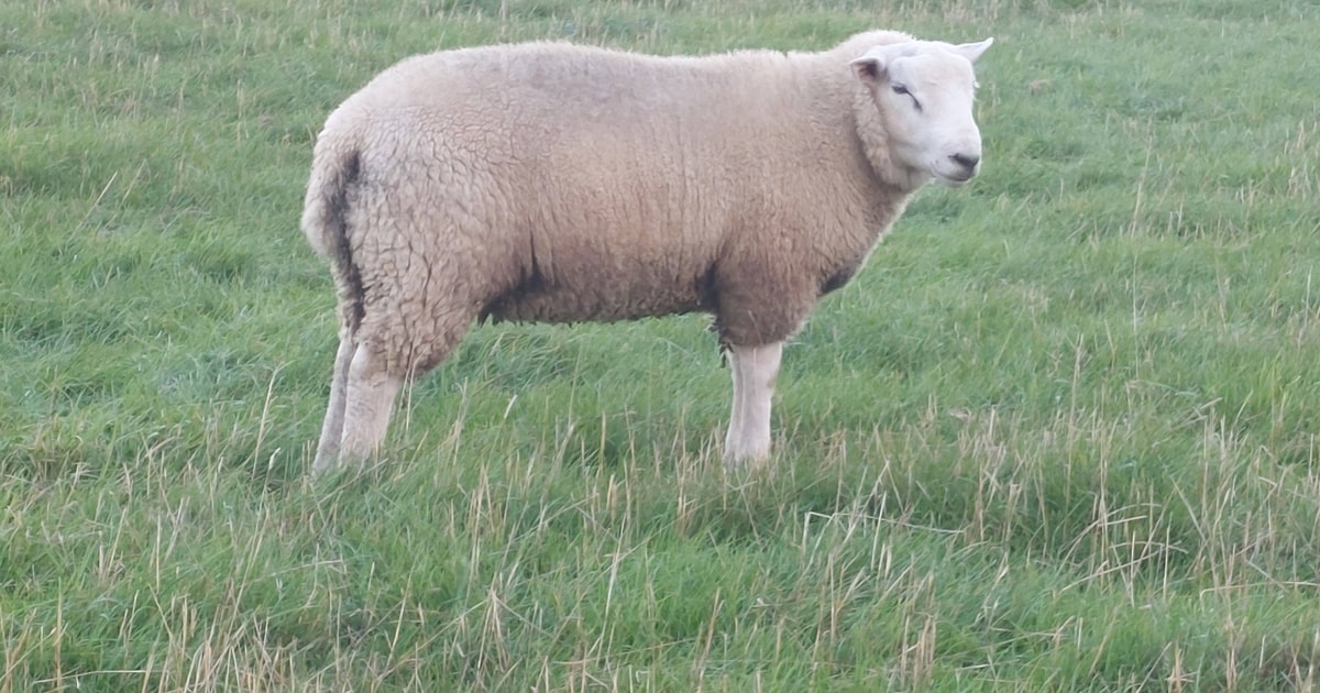 1 Blue Texel, Dorset Horn & Poll Dorset Cross Breeding Lamb, Ram ...
