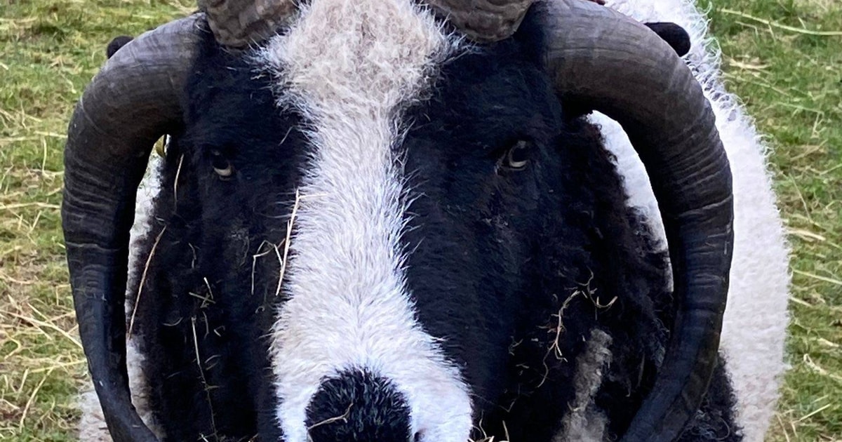 1 Jacob Breeding Ram | SellMyLivestock - The Online Livestock Marketplace