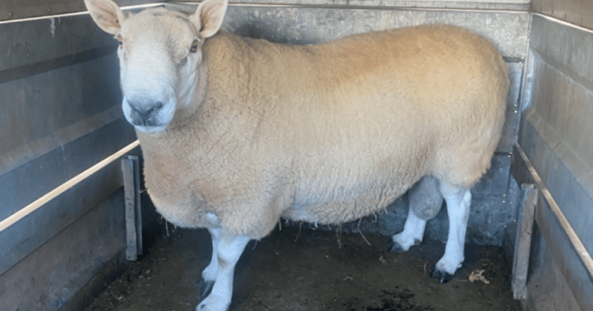 1 Pedigree North Country Cheviot Breeding Ram | SellMyLivestock - The ...