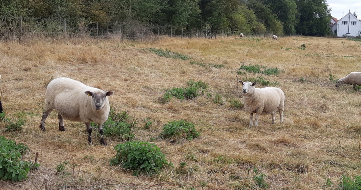 65 Beltex, Cheviot, Lleyn, Suffolk, Texel Cross Breeding Ewes ...