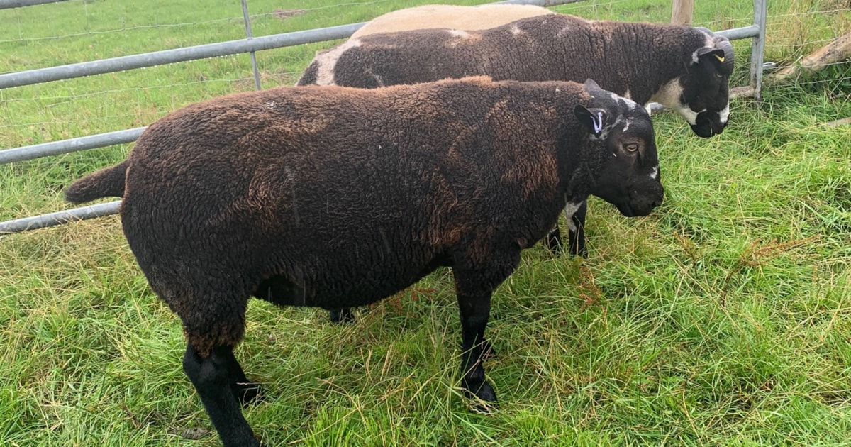 1 Dutch Spotted, Texel Cross Breeding Ram | SellMyLivestock - The ...