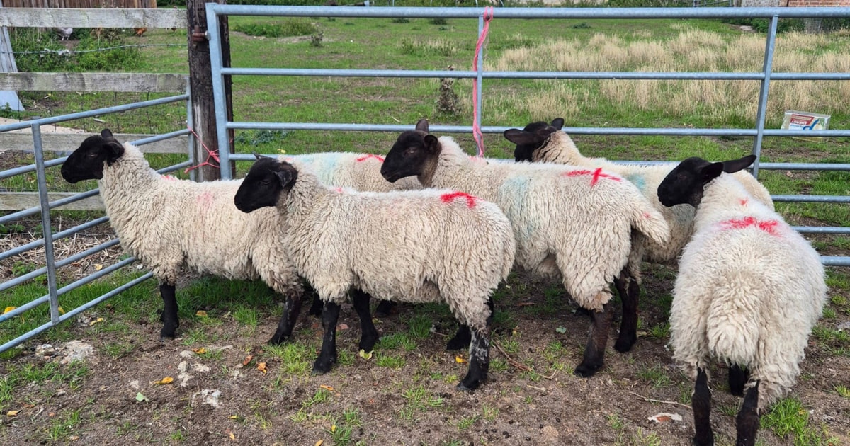 6 Suffolk Cross Breeding Lambs | SellMyLivestock - The Online Livestock ...