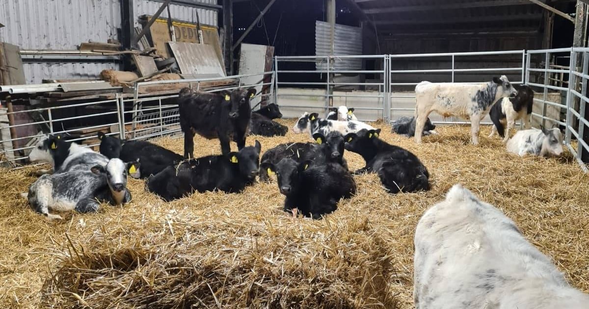 20 Aberdeen Angus, British Blue Cross Calves | SellMyLivestock - The ...