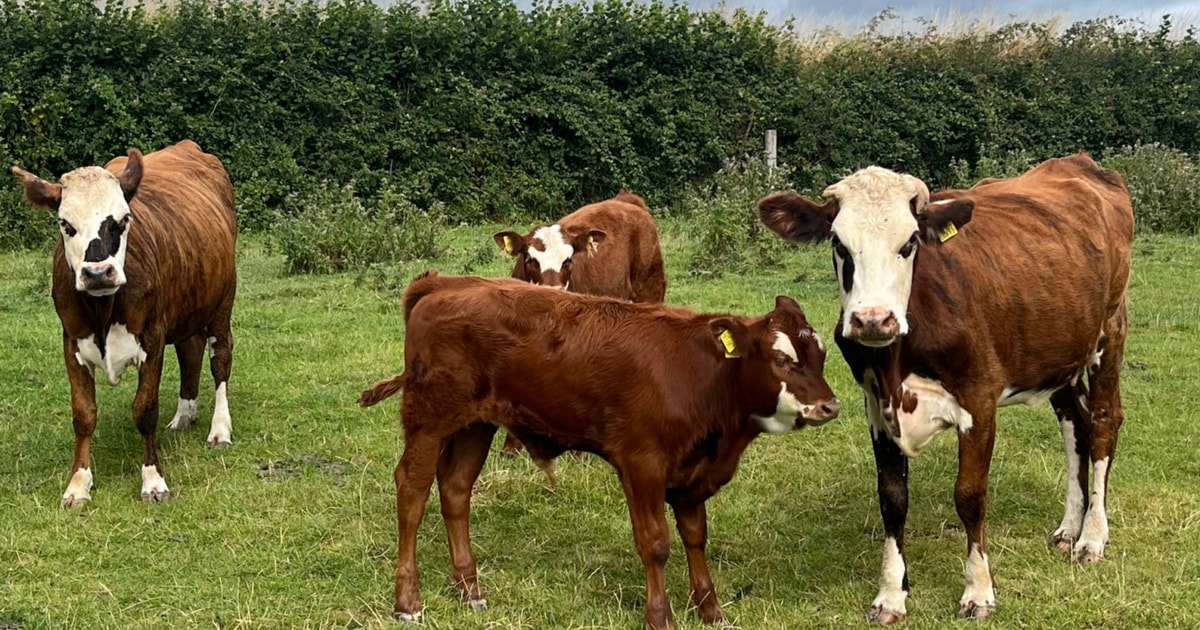 3 Hereford Cross Breeding Cows with Calves at Foot | SellMyLivestock ...