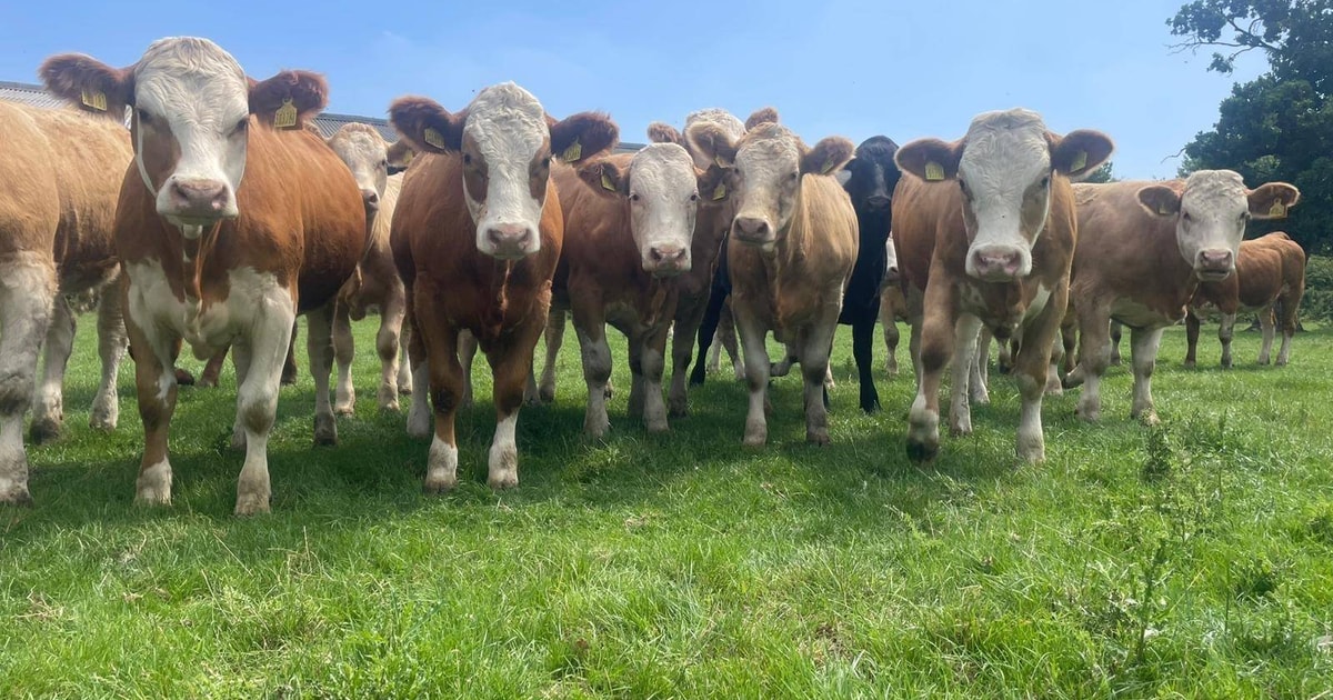 22 Simmental, Aberdeen Angus Cross Breeding, Store Heifers ...