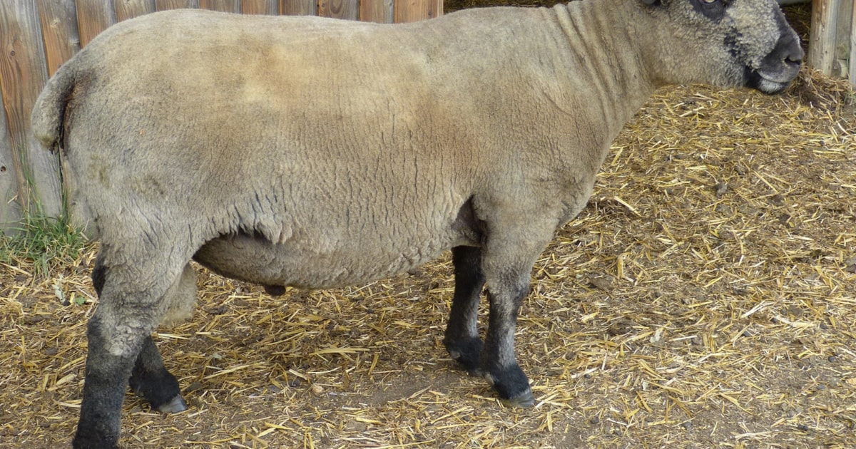 1 Pedigree Ryeland, Coloured Ryeland Breeding Ram | SellMyLivestock ...