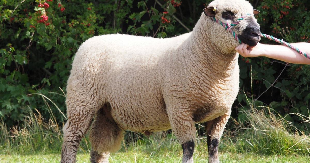 1 Pedigree Shropshire Breeding Ram, Shearling | SellMyLivestock - The ...
