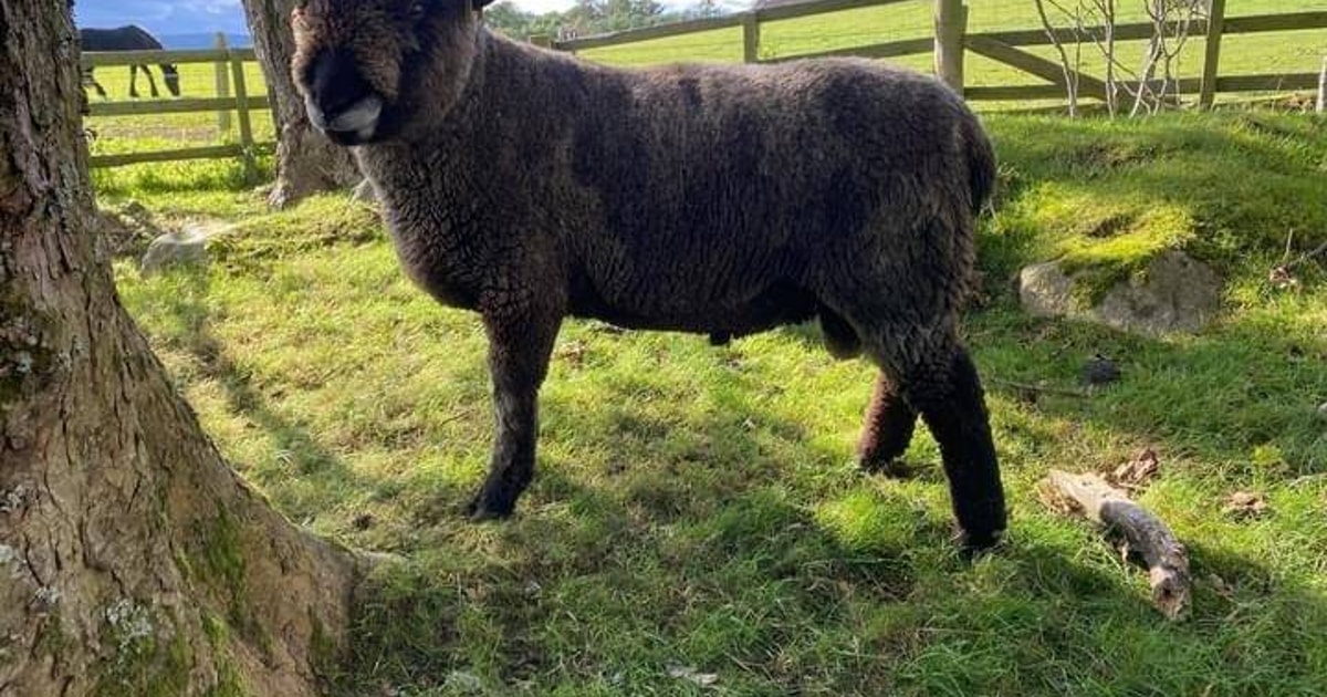 1 Pedigree Coloured Ryeland Breeding Ram, Shearling | SellMyLivestock ...