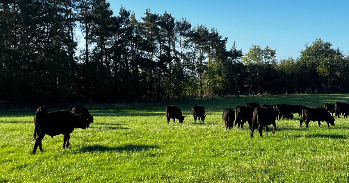 23 Aberdeen Angus Cross Store Steers, Heifers | SellMyLivestock - The ...