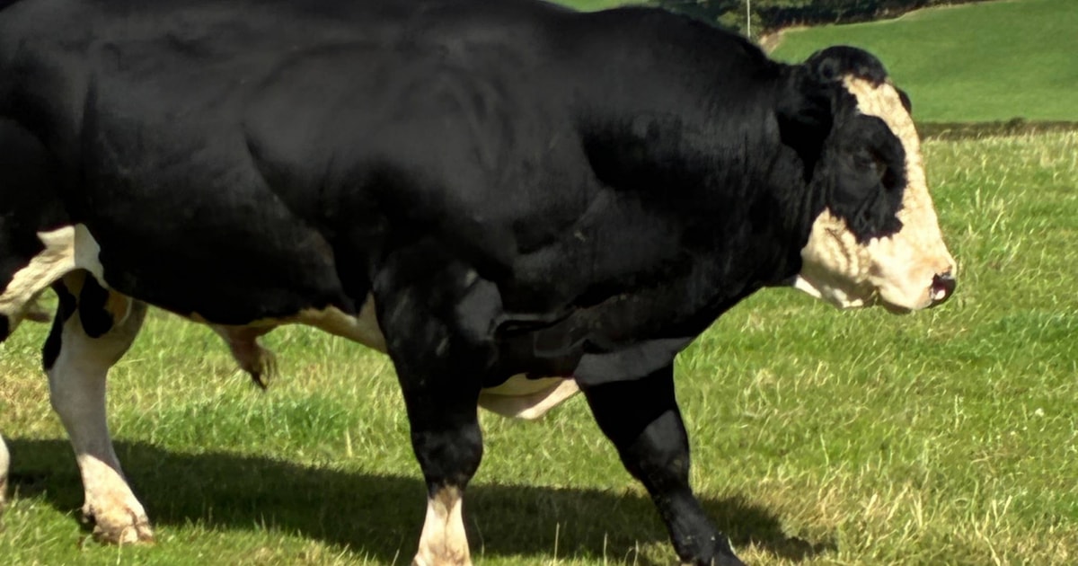 1 Pedigree Belgium Blue Breeding Bull | SellMyLivestock - The Online ...